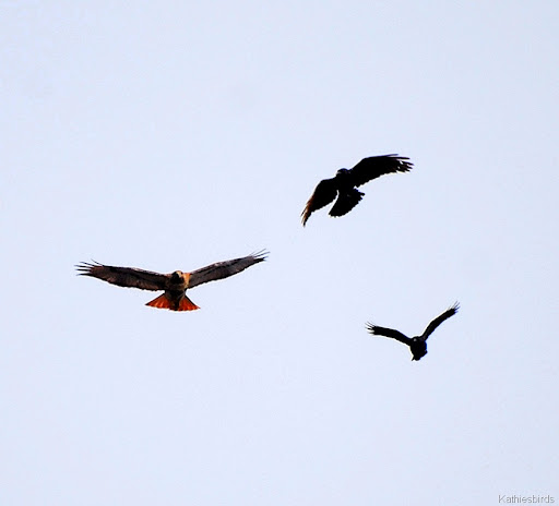 ANTHROPHYSIS: American crows learn about dangerous humans--from each other